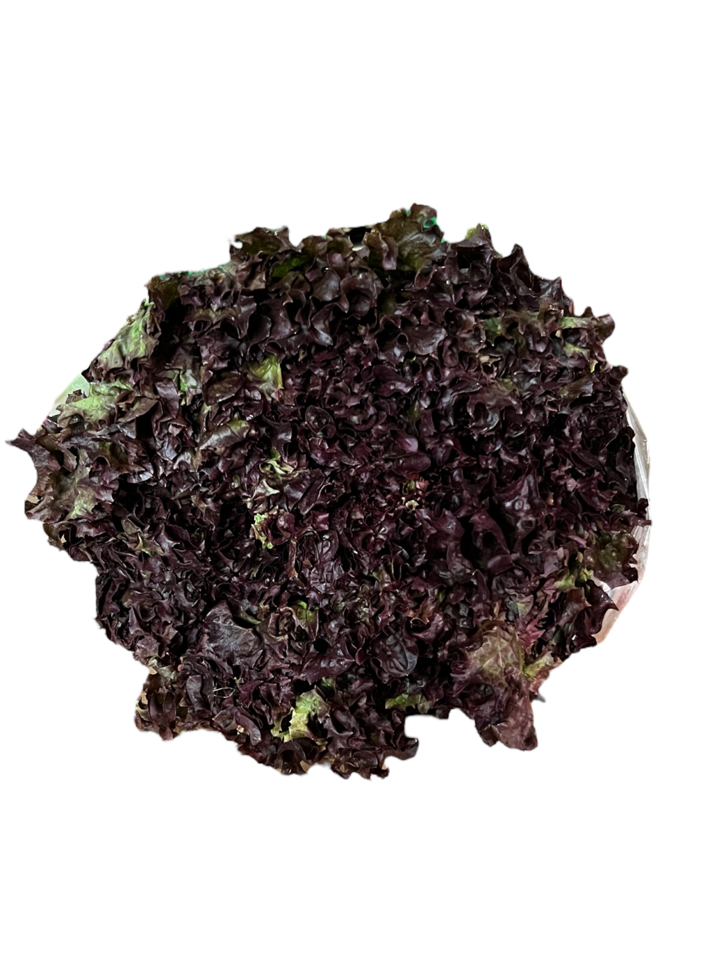 Lollo Rosso Lettuce - Nottingham, Derby & Leicester