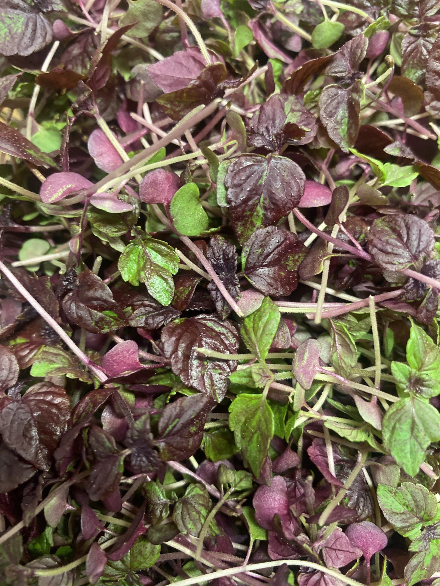 Micro Purple Shiso - Approx 20g - Kerry's Fresh